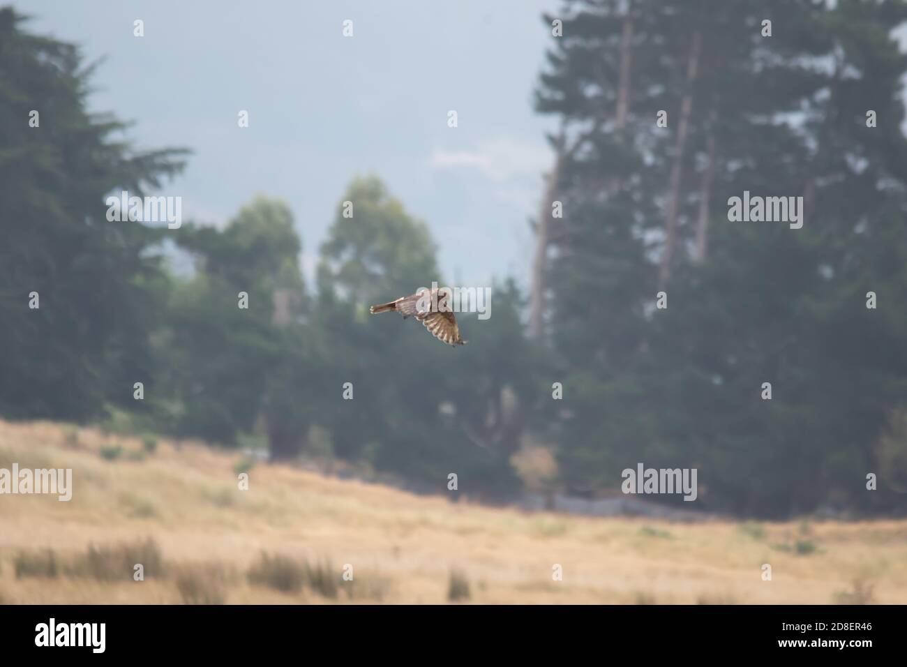 A Swamp Harrier (Circus approximans) - also known as the Australasian ...