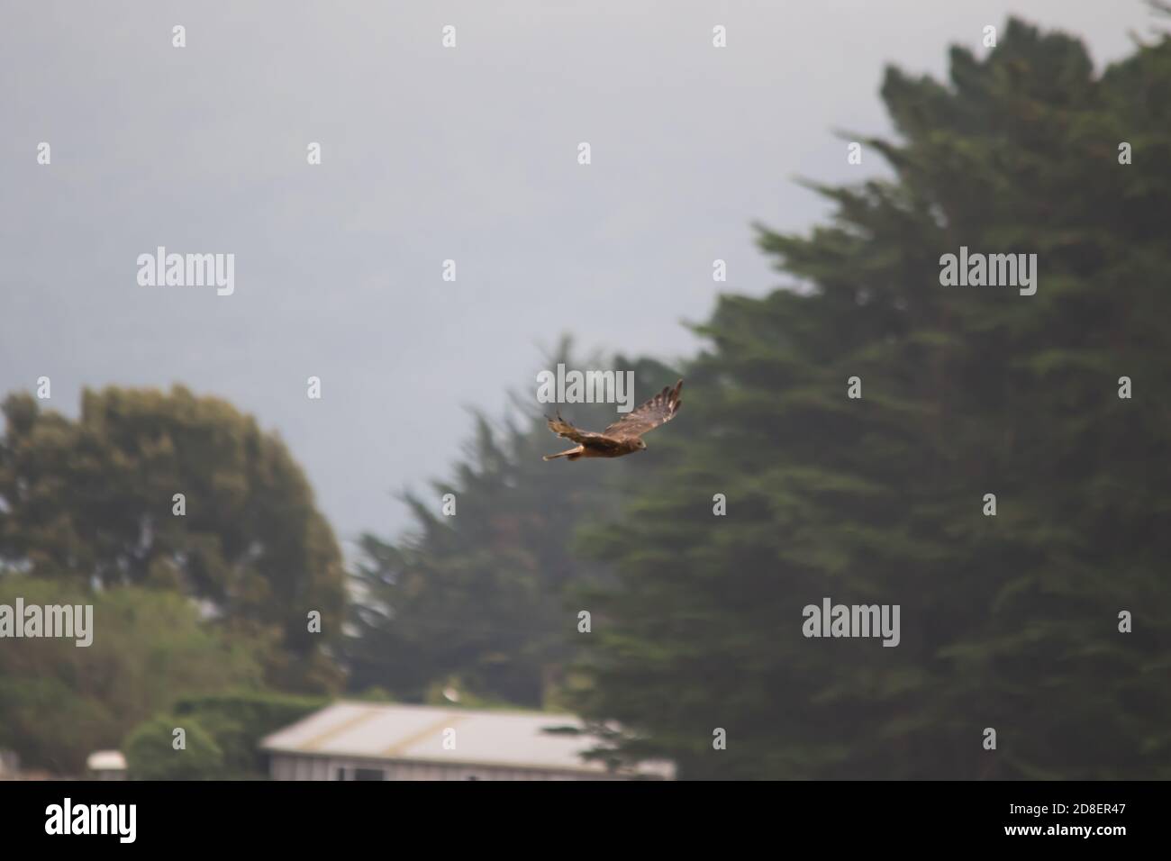 A Swamp Harrier (Circus approximans) - also known as the Australasian ...