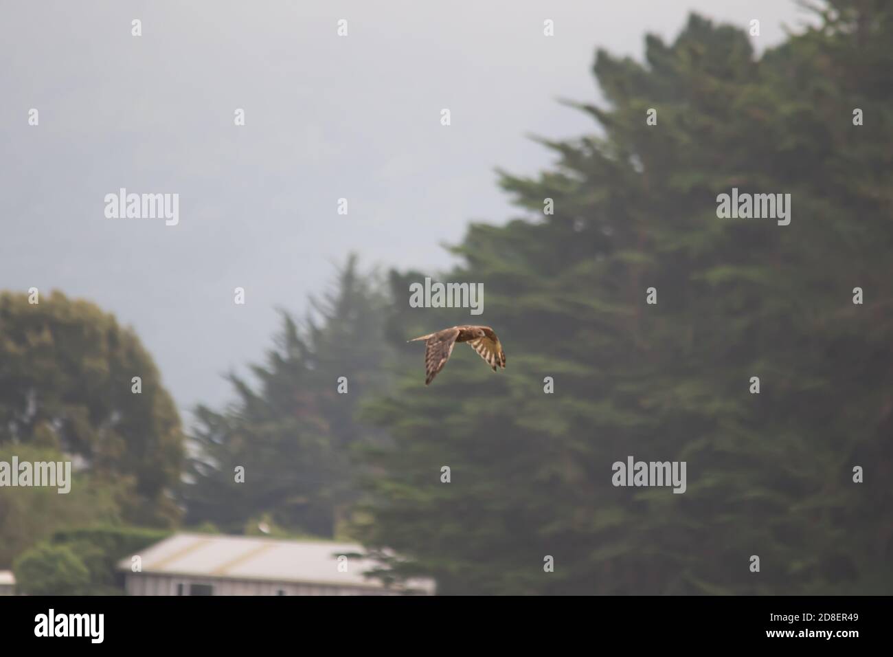 A Swamp Harrier (Circus approximans) - also known as the Australasian ...
