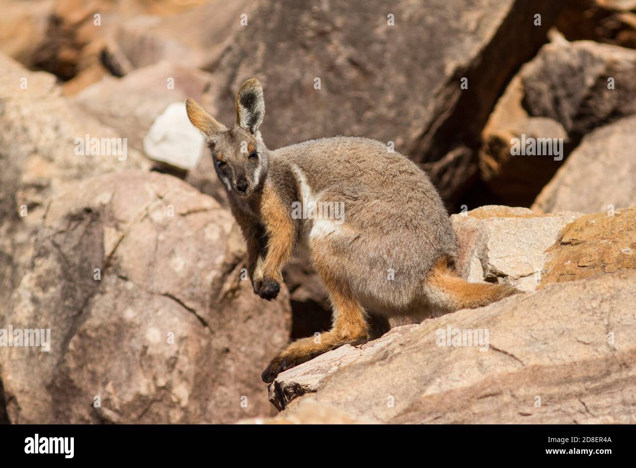 Yellow-footed Rock Wallabyin the Flinder's Ranges South Australia Stock ...