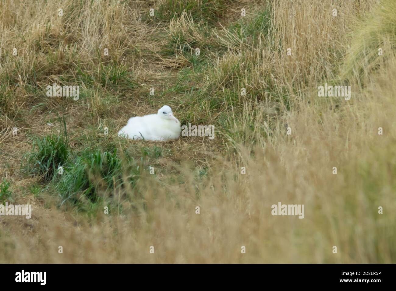 The Southern Royal Albatross (Diomedea epomophora) is a large seabird ...