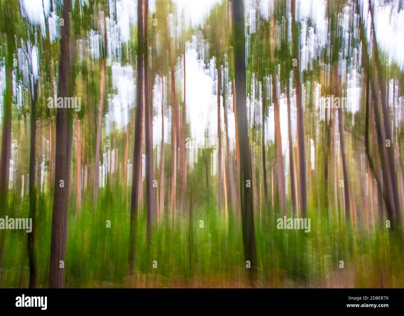 Abstract art experiment in the nature of a pine forest Stock Photo - Alamy