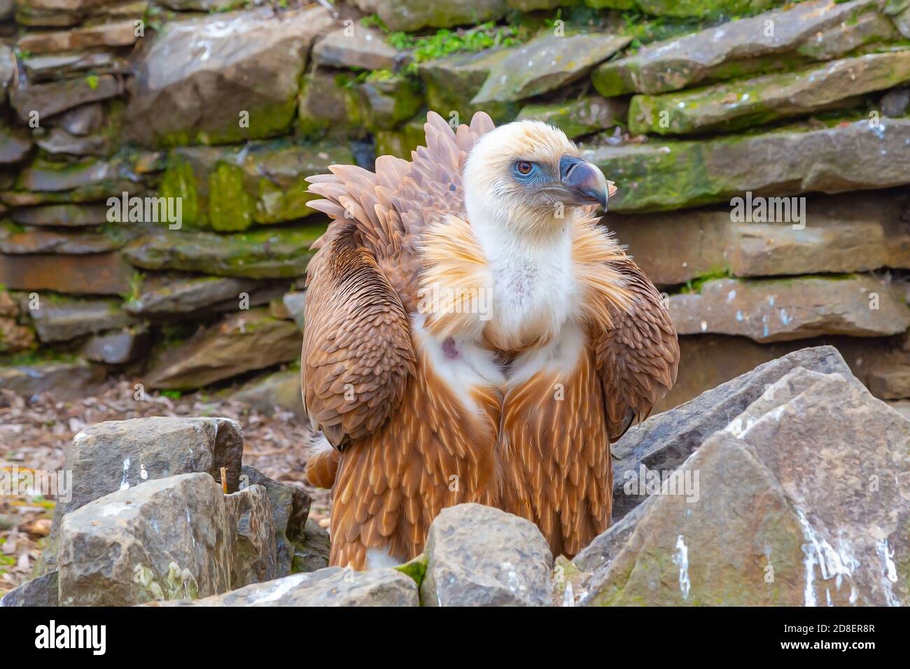 Big headed bird hi-res stock photography and images - Alamy