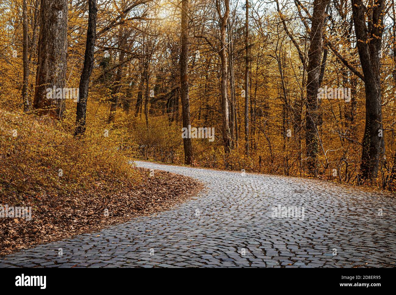 Autumn park paving road hi-res stock photography and images - Alamy