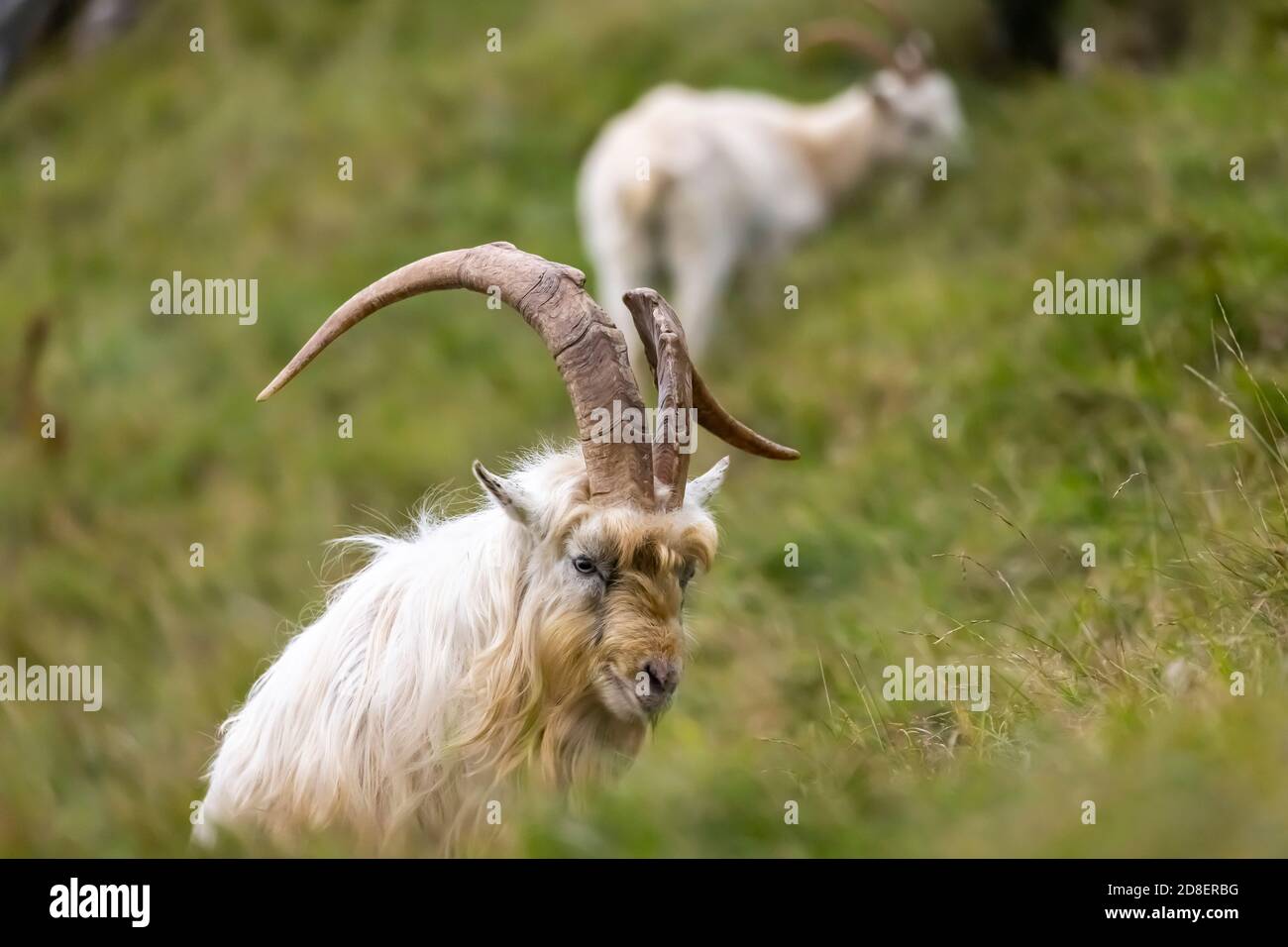 The famous Kashmir goats of Llandudno'sGreat Orme, on the North Wales ...