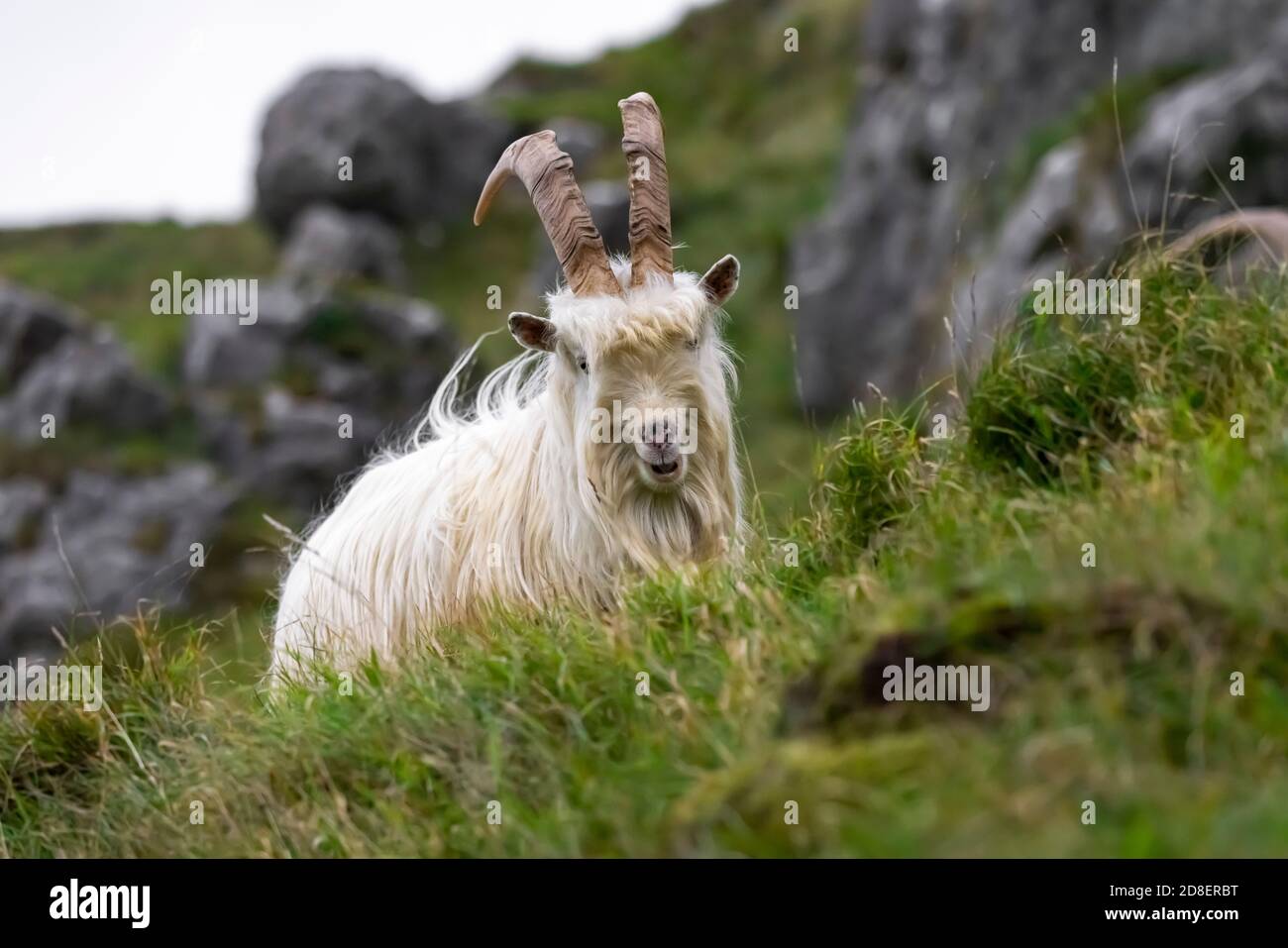 The famous Kashmir goats of Llandudno'sGreat Orme, on the North Wales ...