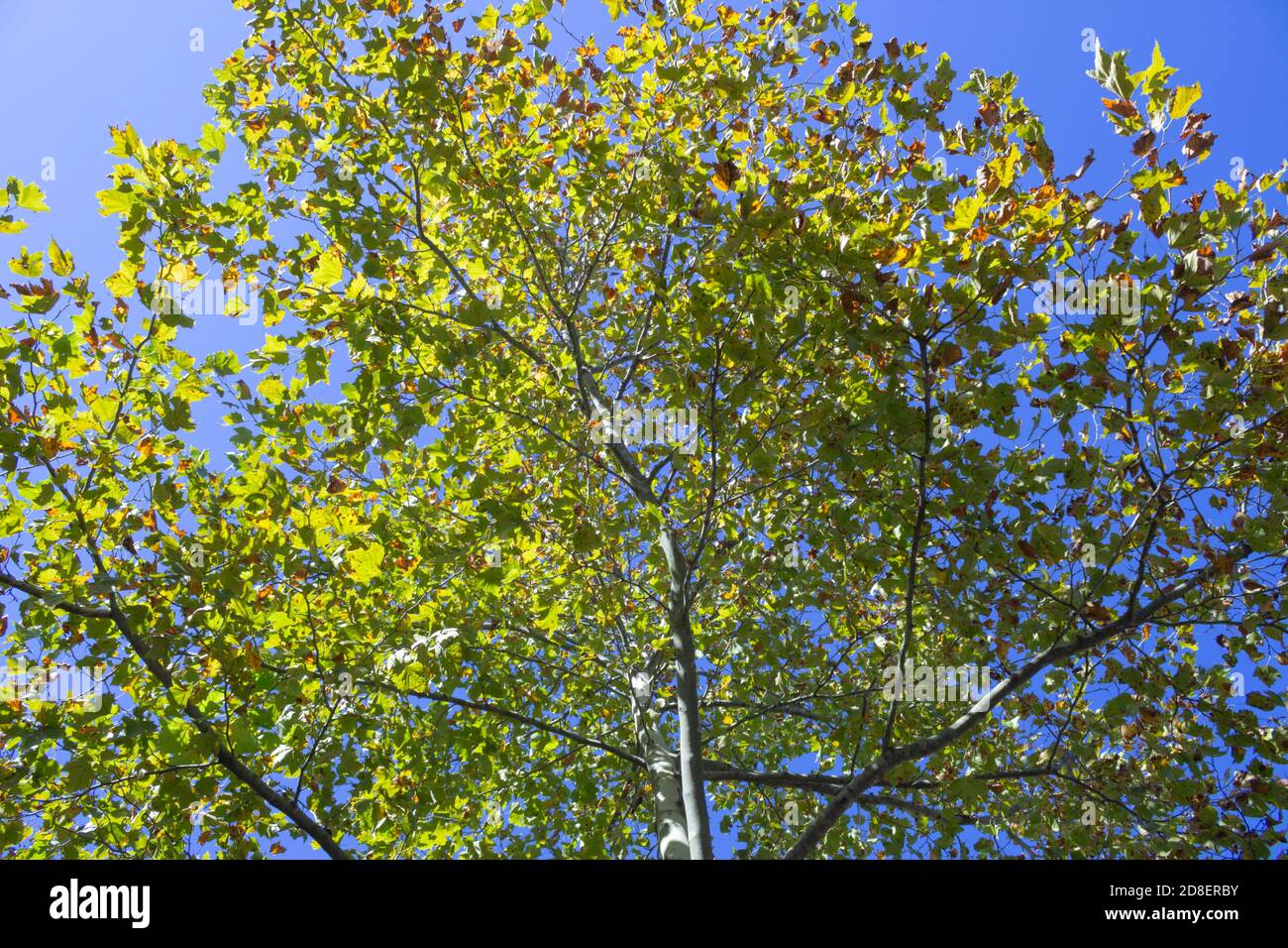 tree in sky Stock Photo - Alamy