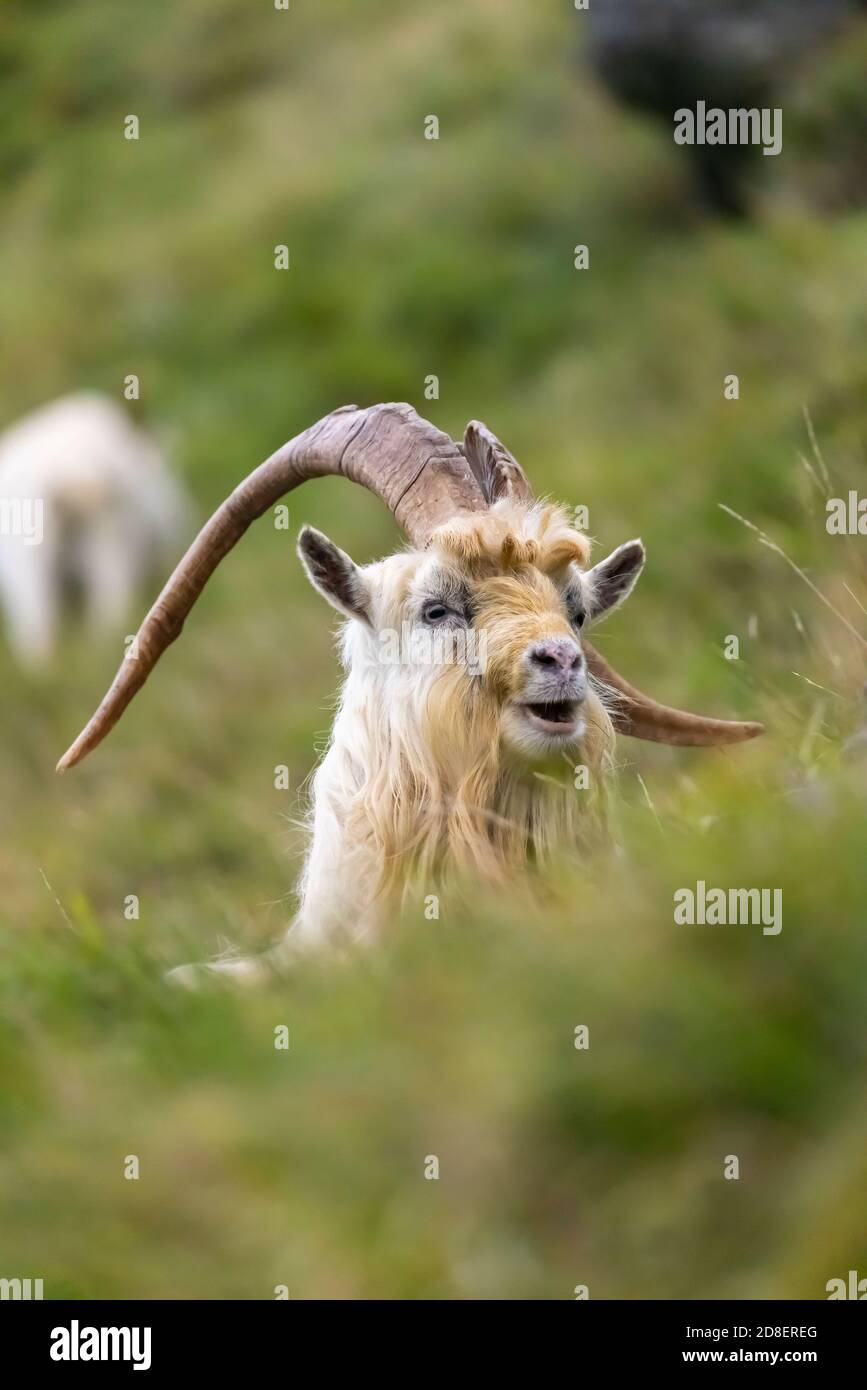 The famous Kashmir goats of Llandudno'sGreat Orme, on the North Wales ...