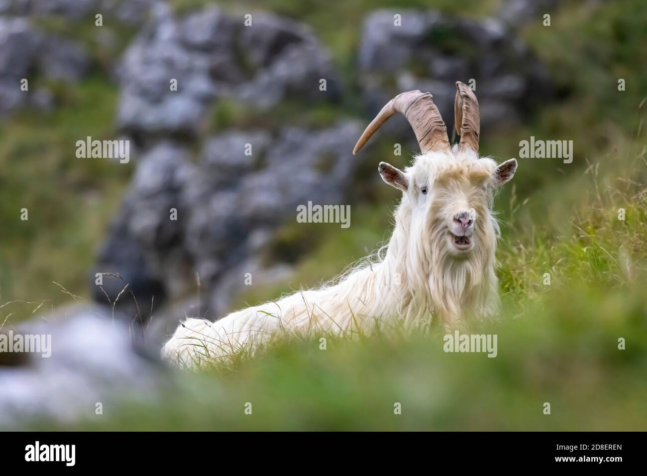 The famous Kashmir goats of Llandudno'sGreat Orme, on the North Wales ...