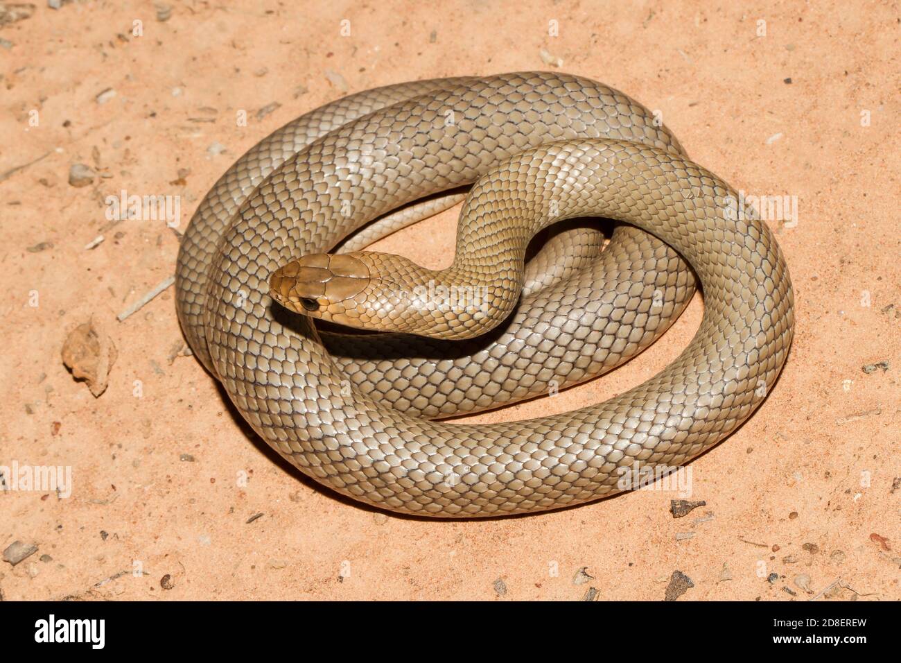 Eastern Brown Snake curled up Stock Photo - Alamy