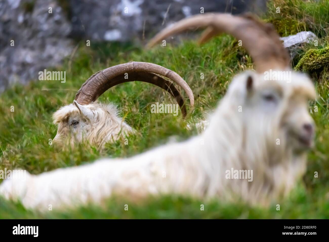 The famous Kashmir goats of Llandudno'sGreat Orme, on the North Wales ...