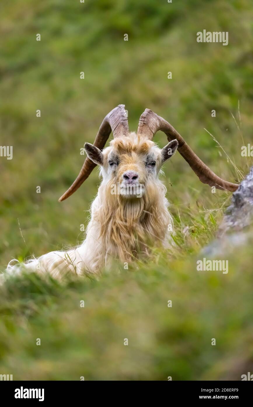The famous Kashmir goats of Llandudno'sGreat Orme, on the North Wales ...