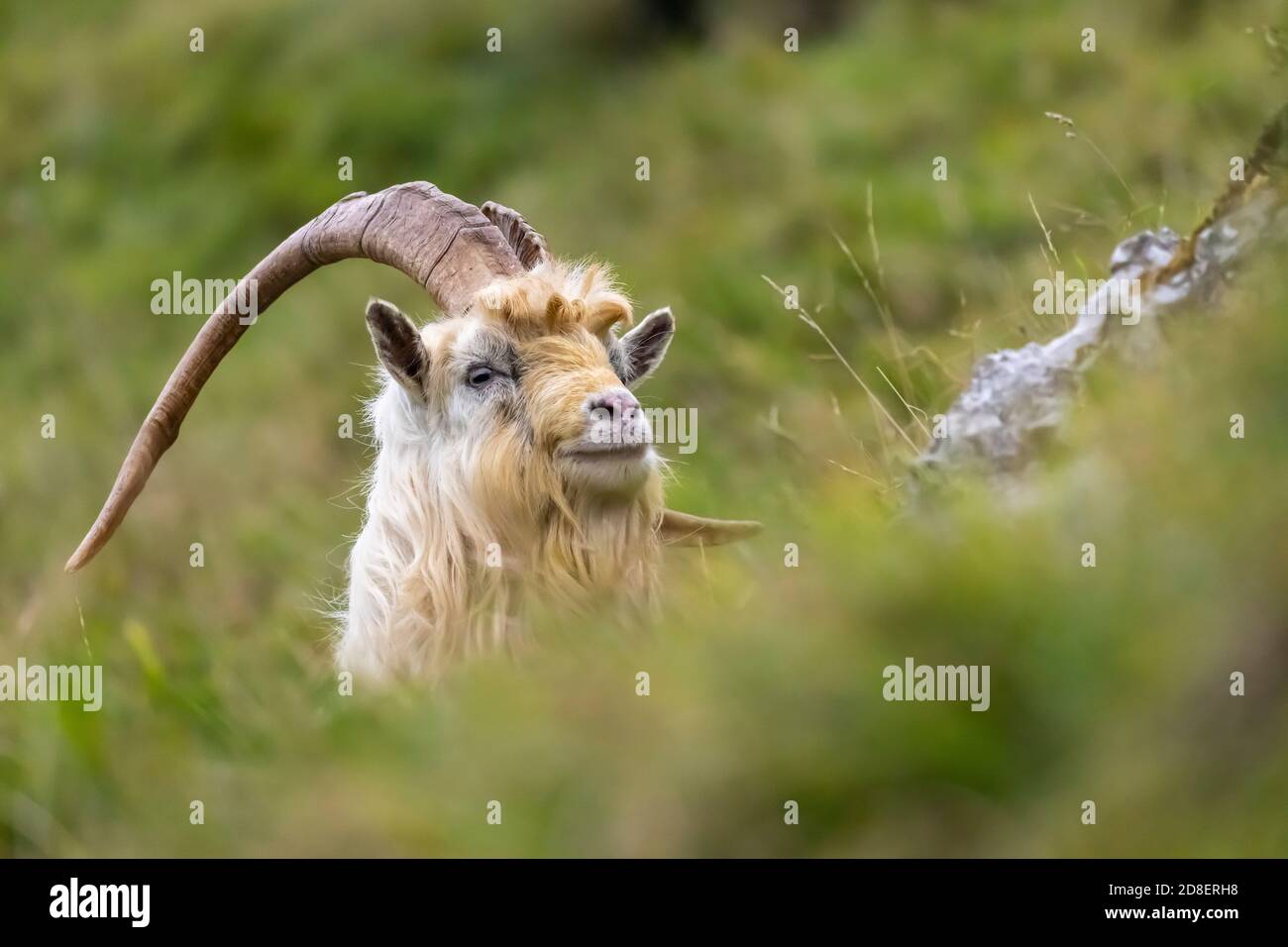 The famous Kashmir goats of Llandudno'sGreat Orme, on the North Wales ...