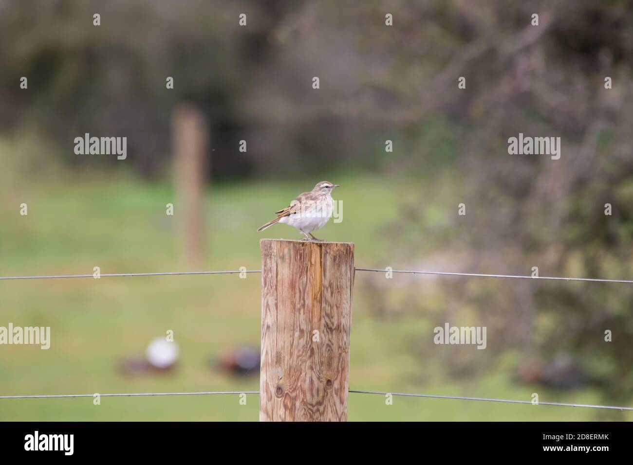 The Australasian Pipit (Anthus novaeseelandiae) is also Known as the ...