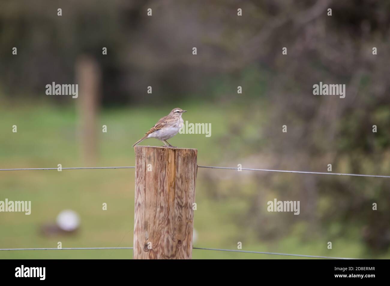 The Australasian Pipit (Anthus novaeseelandiae) is also Known as the ...