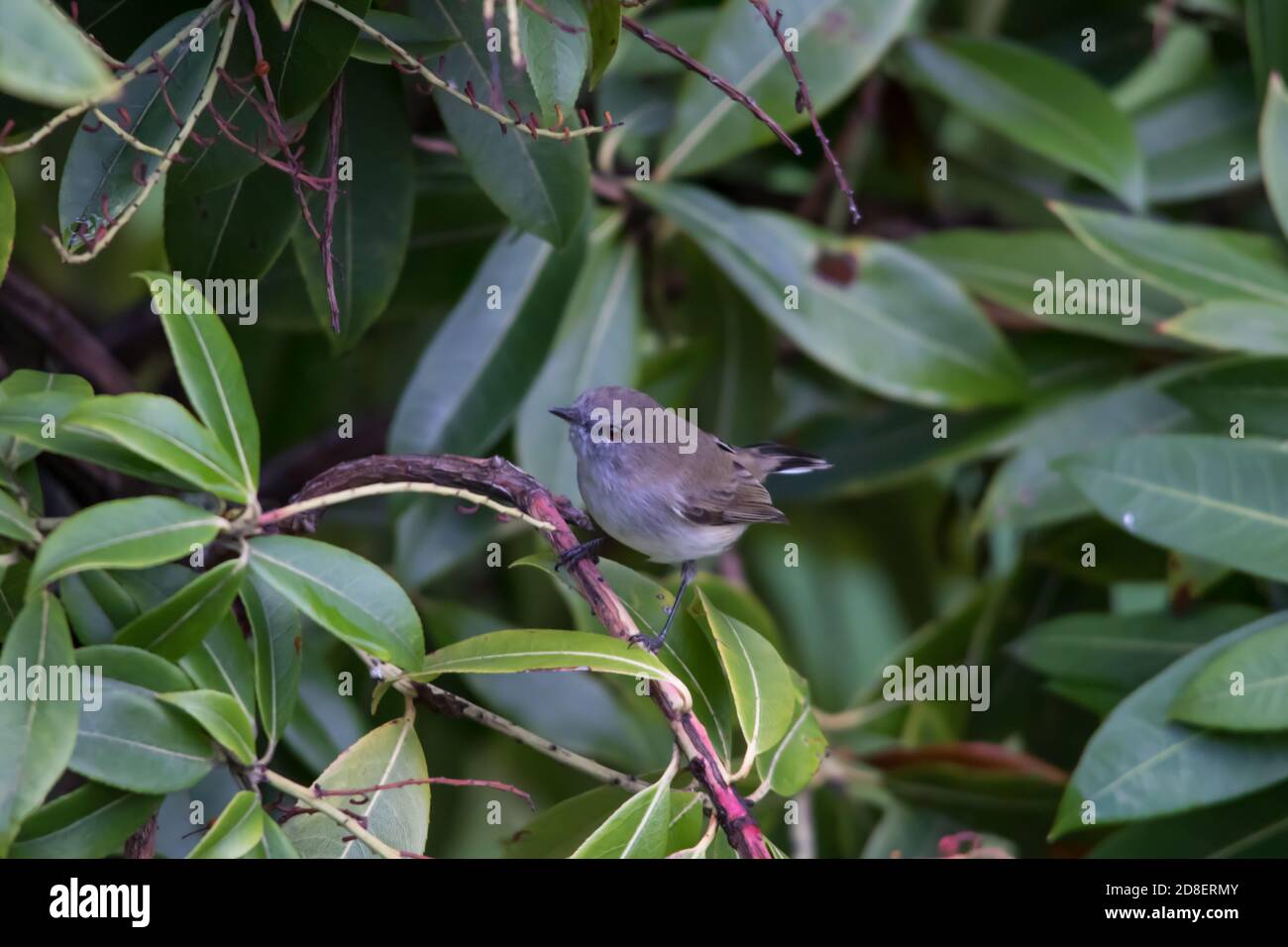 The rainbird hi-res stock photography and images - Alamy
