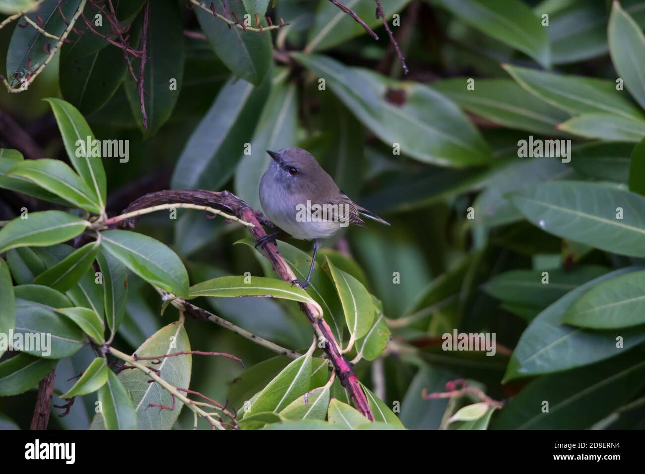 Maori name hi-res stock photography and images - Alamy