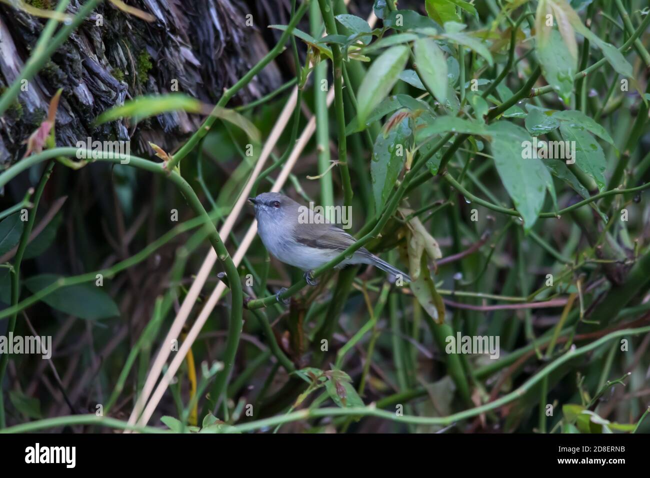 The Grey warbler (Gerygone igata), also known by its Māori name ...