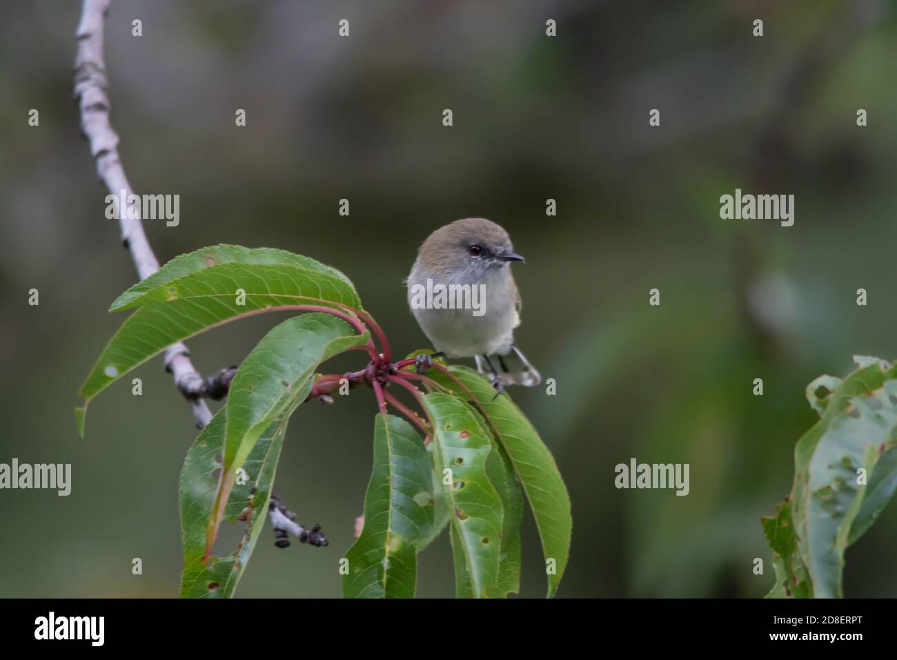 Grey warbler nz hi-res stock photography and images - Alamy