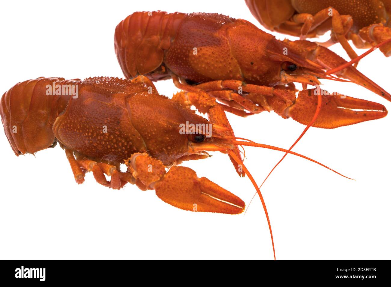 Three cooked boiled crawfish, on a white plate, isolated Stock Photo ...