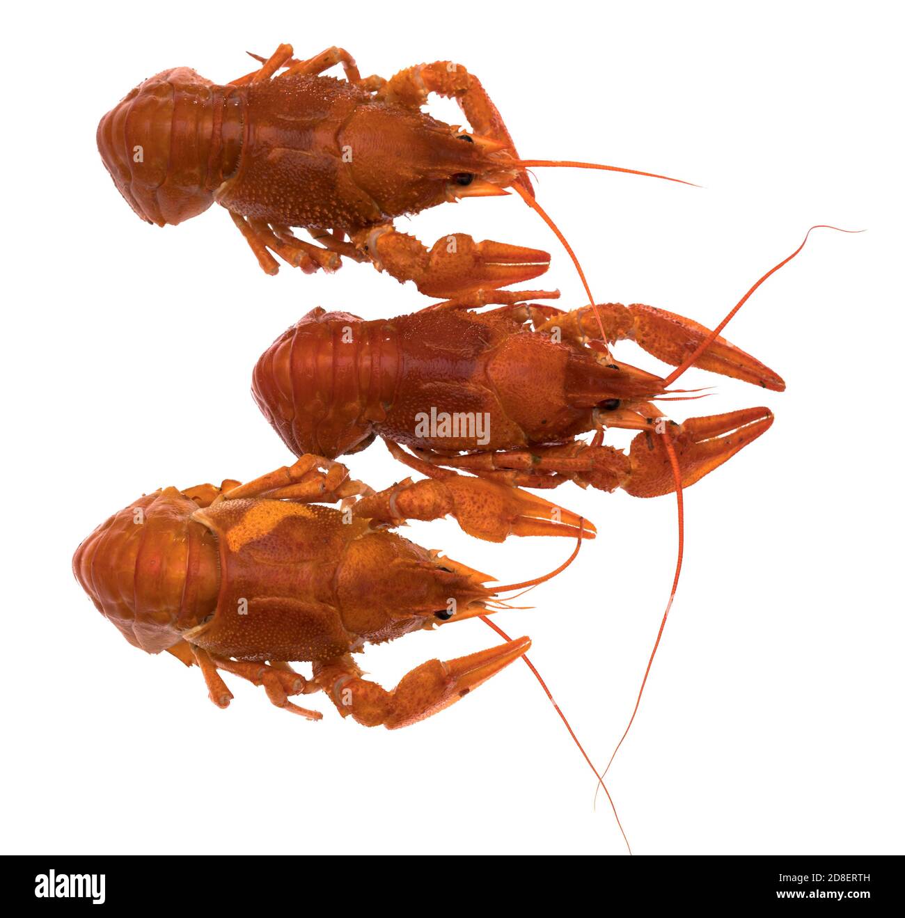 Three cooked boiled crawfish, on a white plate, isolated Stock Photo ...