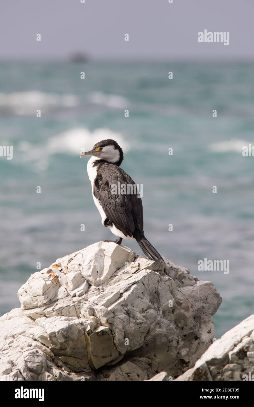 The Australian Pied Cormorant (Phalacrocorax varius), is also known as ...