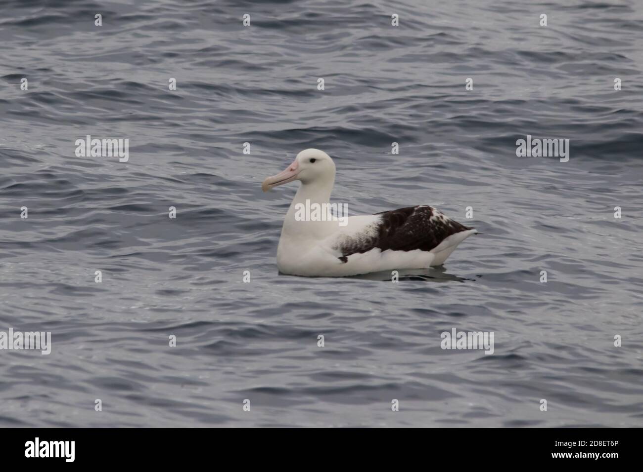 A Wandering Albatross (Diomedea exulans) also known as Snowy Albatross ...