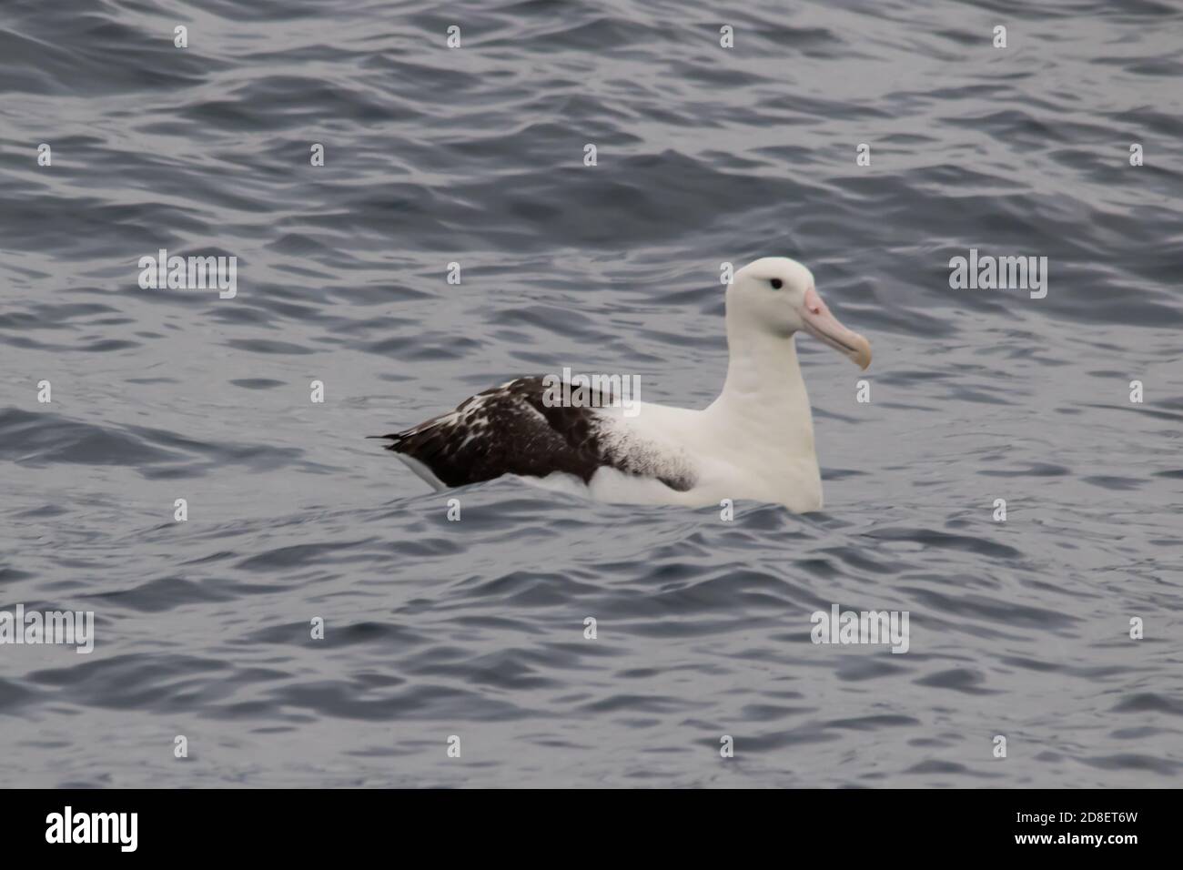 A Wandering Albatross (Diomedea exulans) also known as Snowy Albatross ...