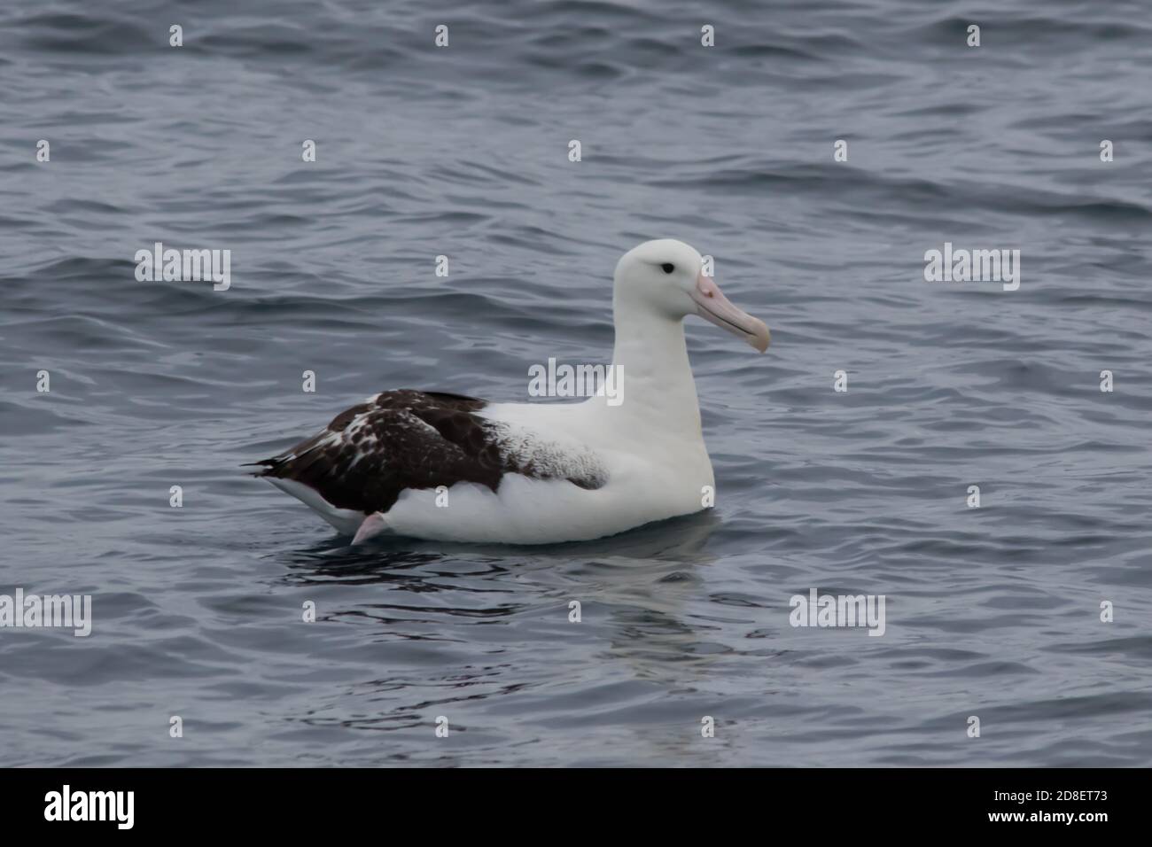 A Wandering Albatross (Diomedea exulans) also known as Snowy Albatross ...