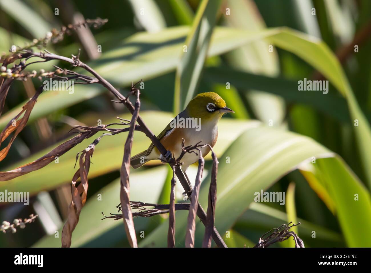 A Silvereye or Wax-eye (Zosterops lateralis) photographed in New ...