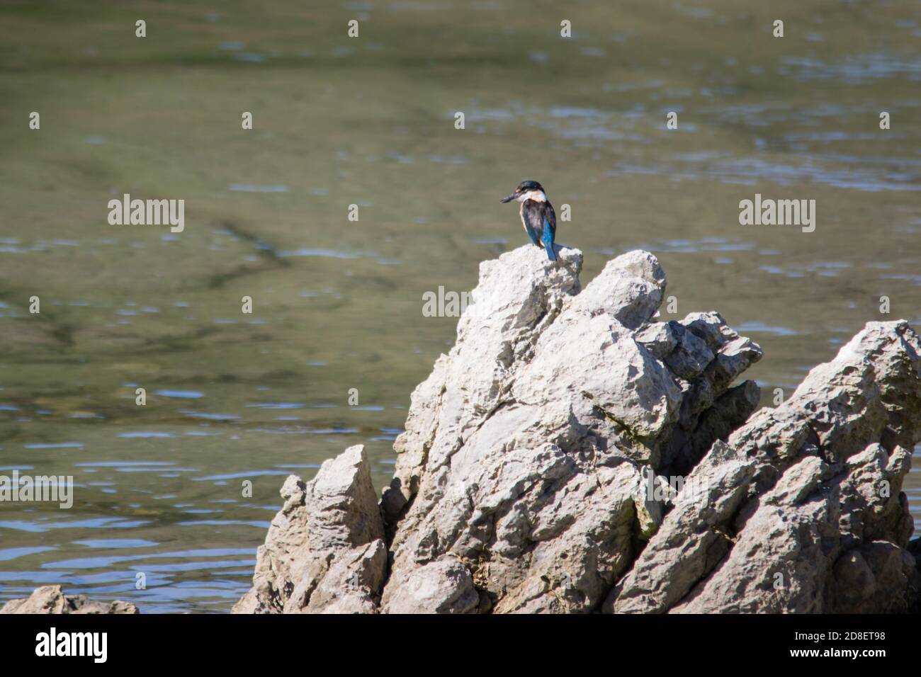 New Zealand Kingfisher (Todiramphus sanctus) also known as Sacred ...