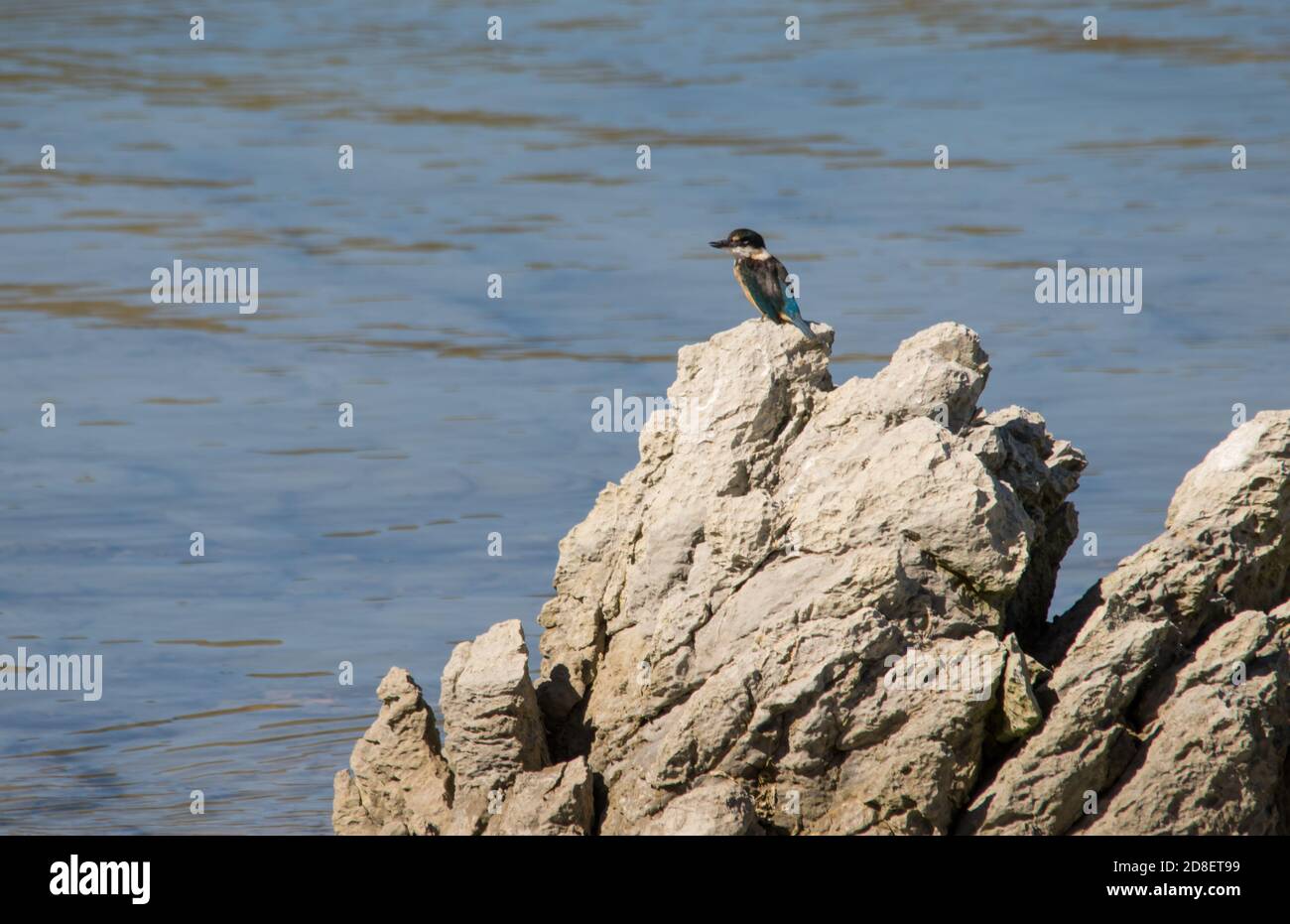 New Zealand Kingfisher (Todiramphus sanctus) also known as Sacred ...
