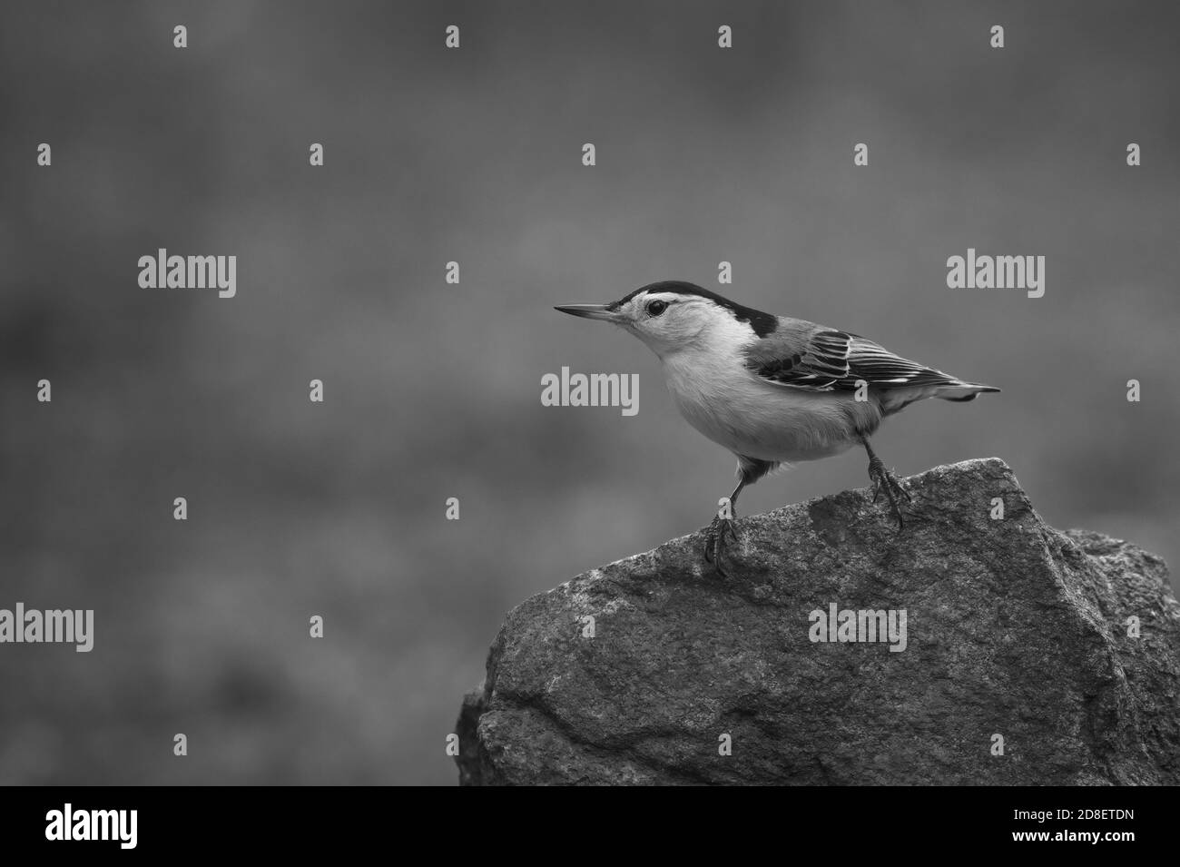 Nuthatch background Black and White Stock Photos & Images - Alamy