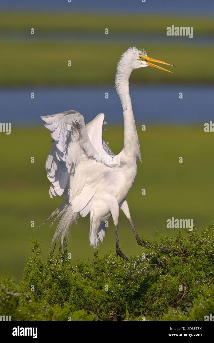 Great Egret Landing In the Treetops At the Rookery In Ocean City, NJ ...