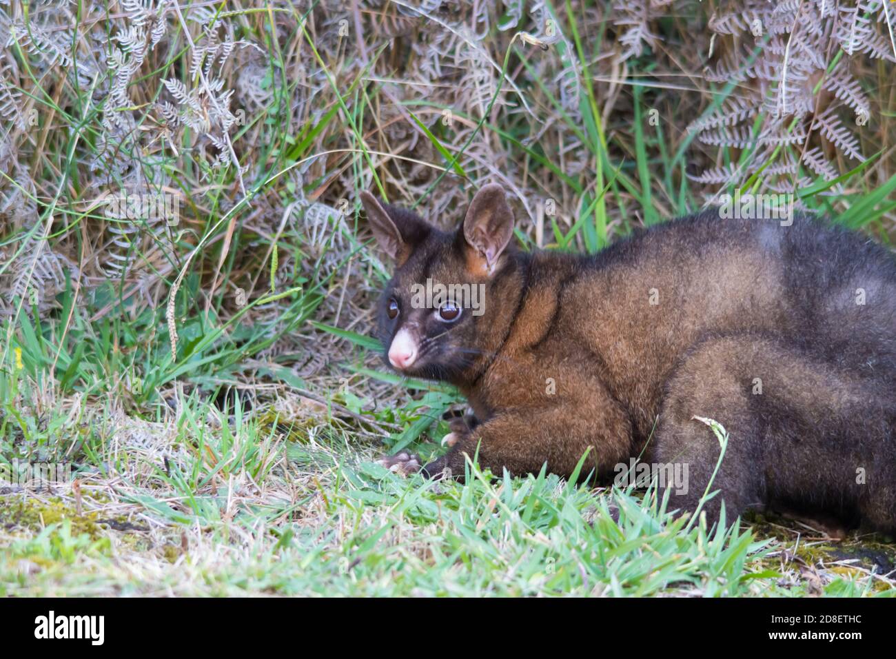 Common brushtail possum hi-res stock photography and images - Alamy
