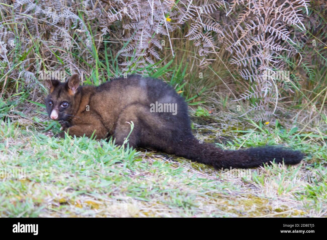 1 mammal marsupial hi-res stock photography and images - Alamy