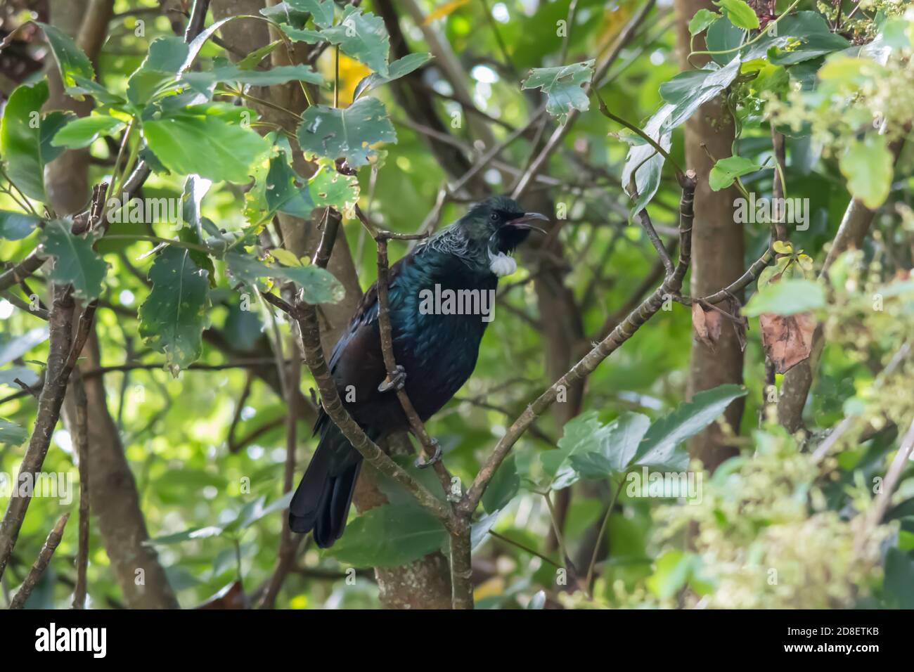 Tui bird singing hi-res stock photography and images - Alamy