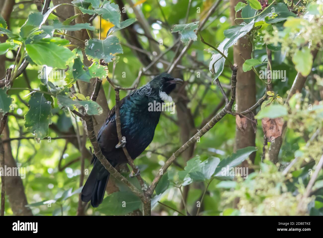 Tui bird (Prosthemadera novaeseelandiae) also known as tūī is an ...