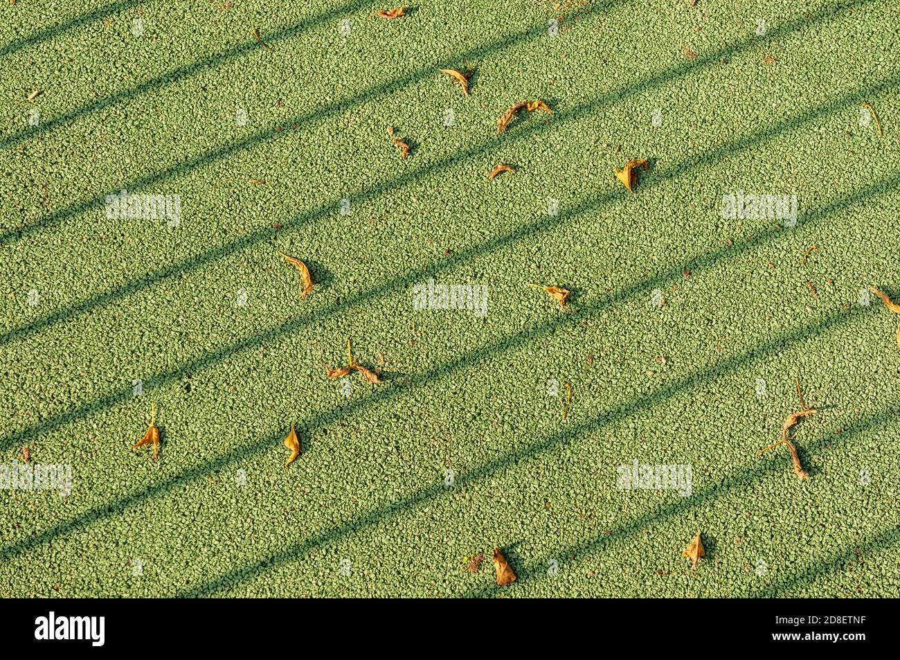 High angle shot of fallen autumn leaves on the green ground Stock Photo ...