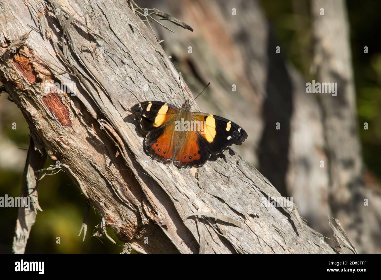 Australian butterfly australia hi-res stock photography and images - Alamy