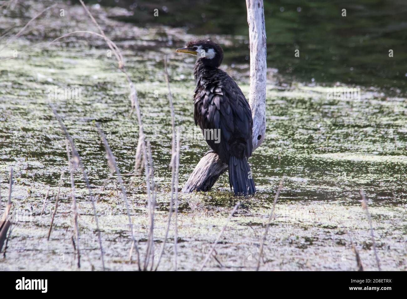 Cormorant nz hi-res stock photography and images - Alamy