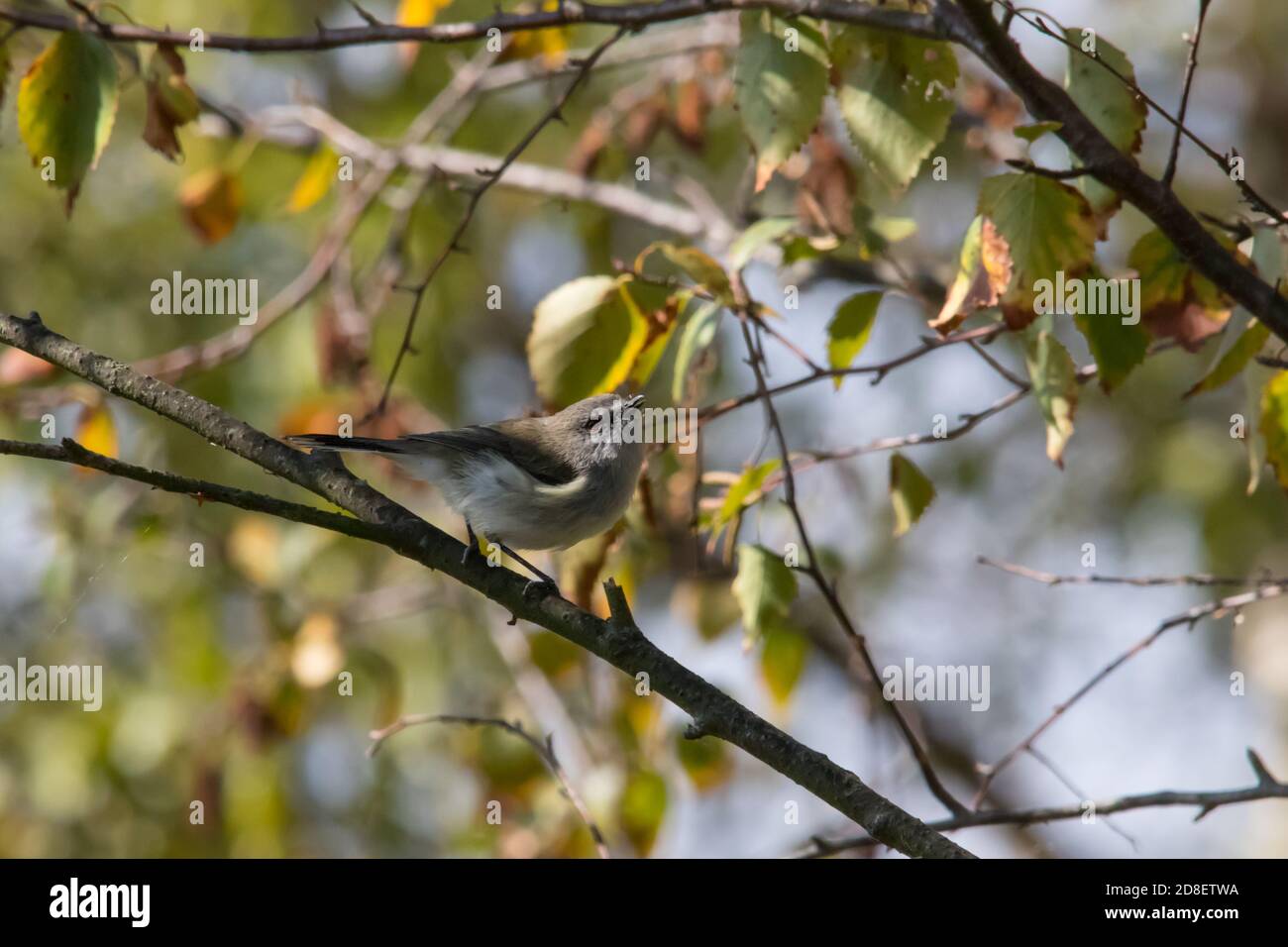 The Grey warbler (Gerygone igata), also known by its Māori name ...