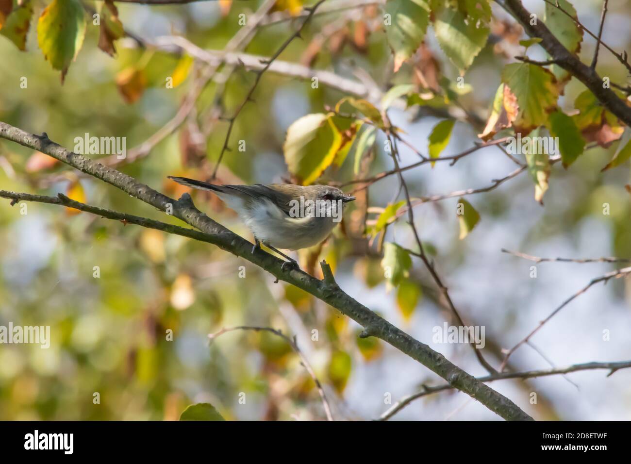 Grey warbler nz hi-res stock photography and images - Alamy