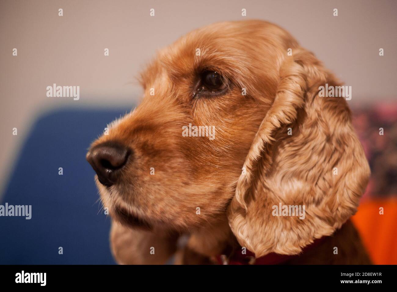 Cocker spaniel ginger hi-res stock photography and images - Alamy