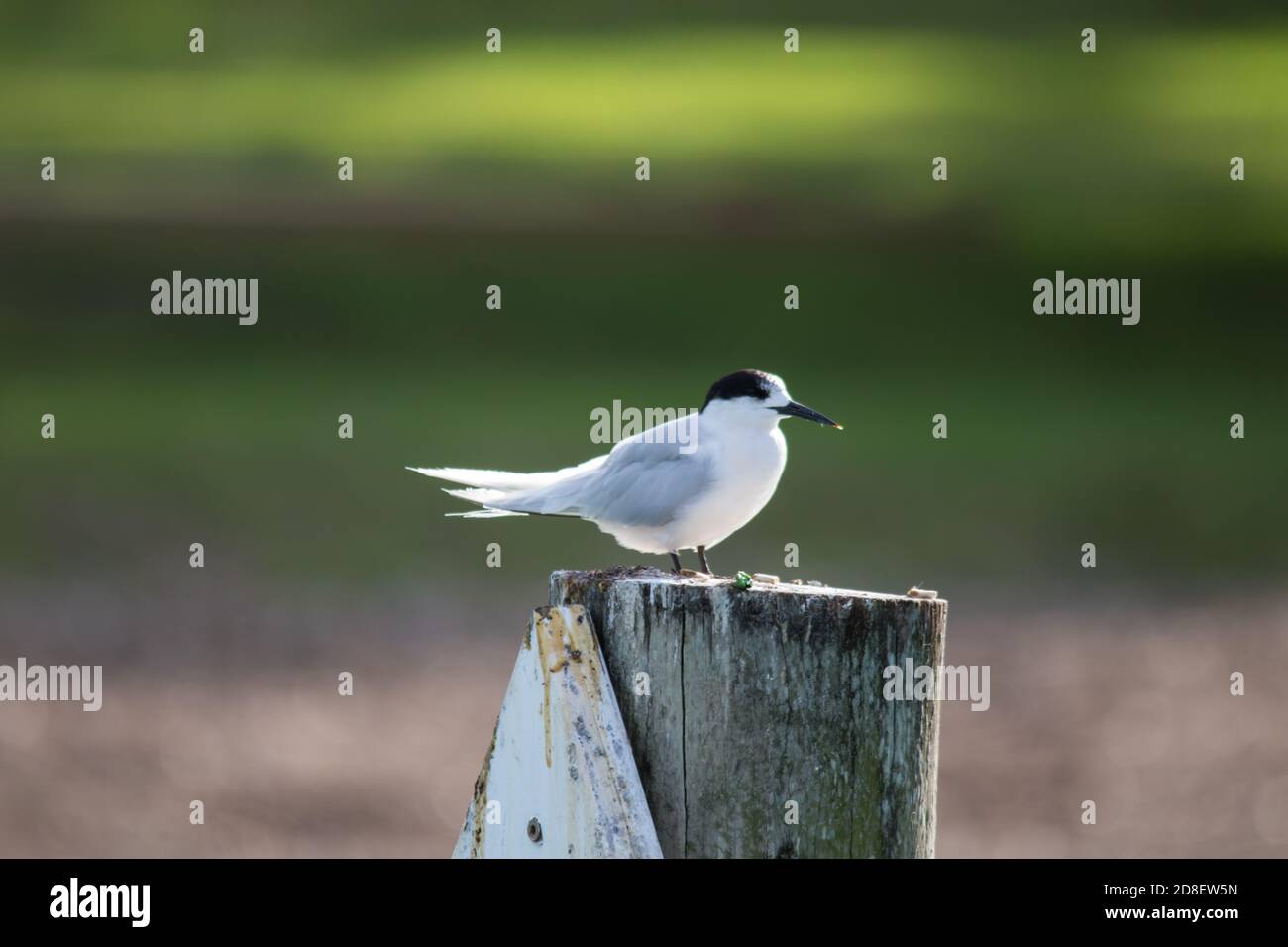 A single The White-fronted Tern (Sterna striata) also known as Tara ...