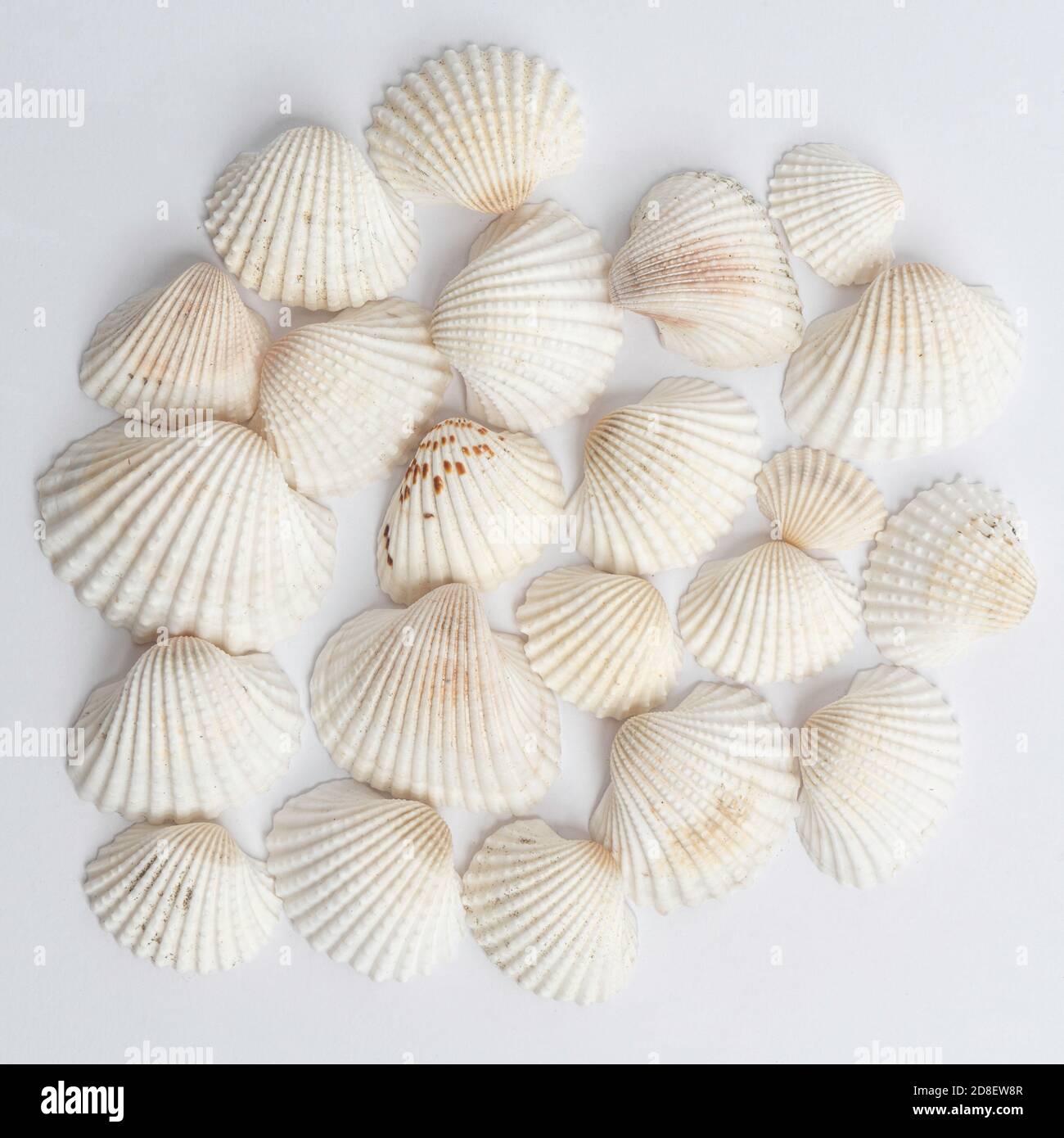 White conch shells hi-res stock photography and images - Alamy