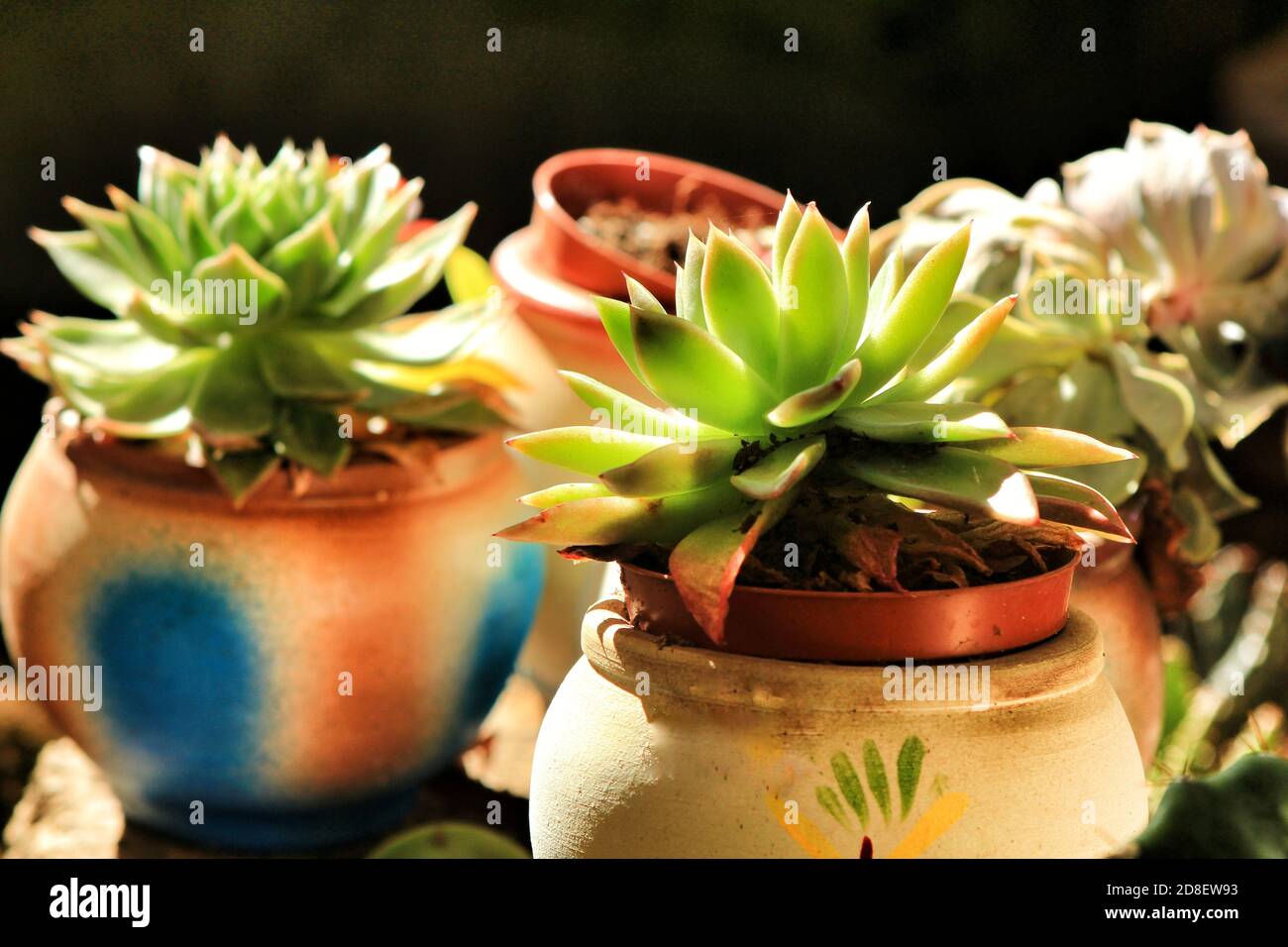 Cacti in house conservatory hi-res stock photography and images - Alamy