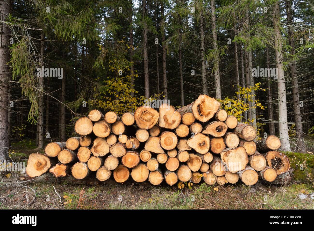 Pulpwood hi-res stock photography and images - Alamy