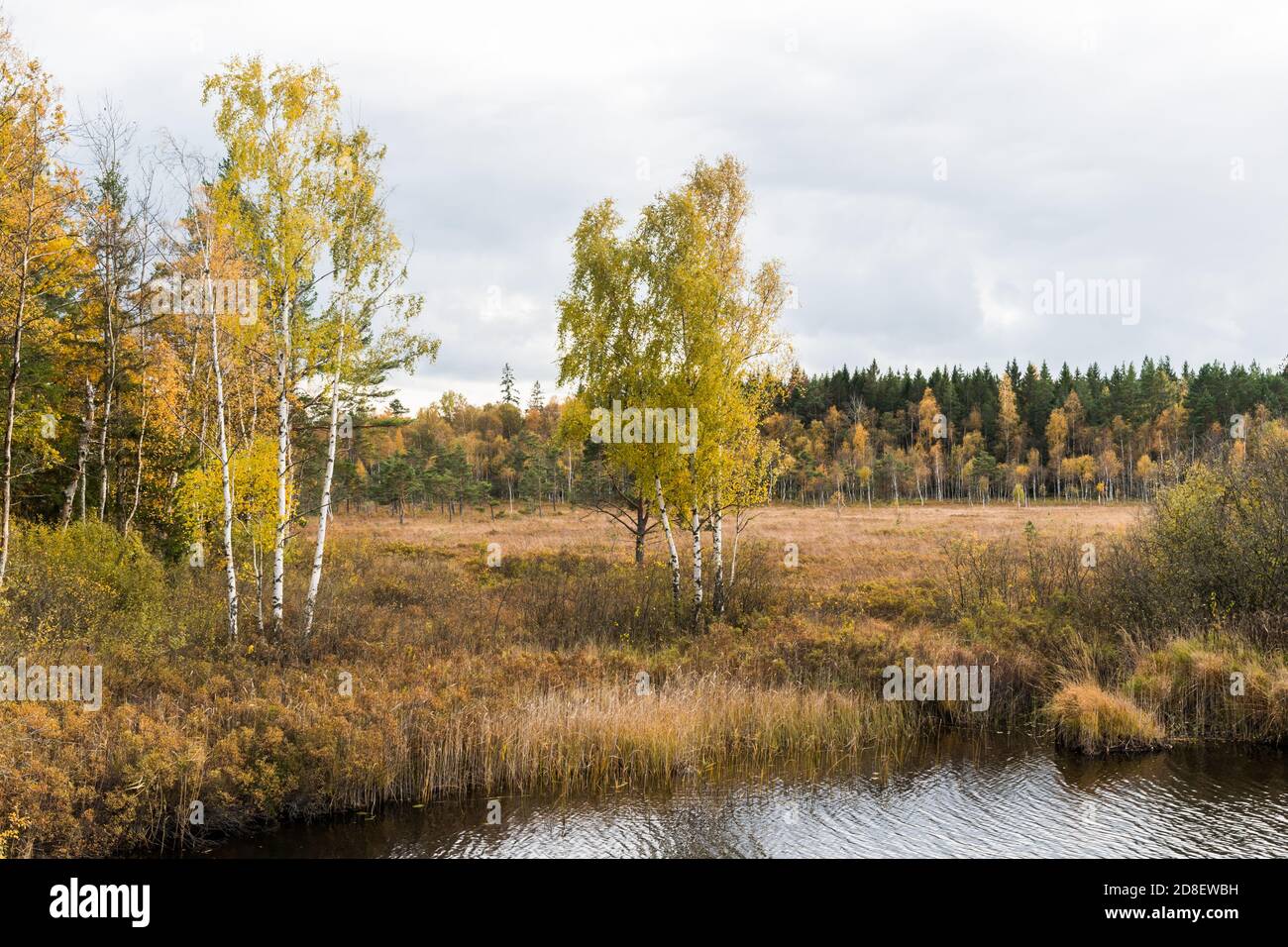 Fall season with beautiful colors in a marshland Stock Photo - Alamy