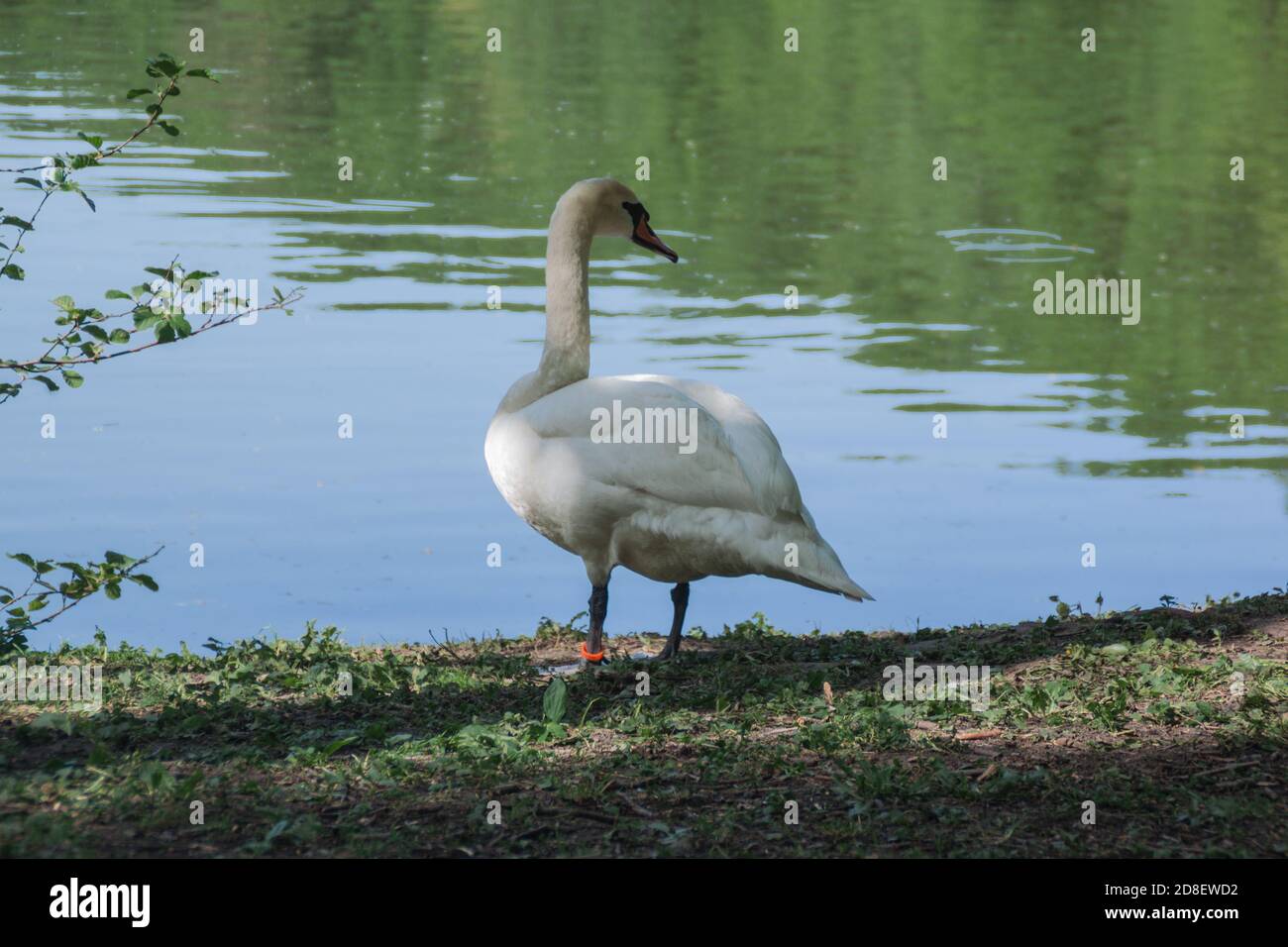 White swan near the rural pond surrounded by green trees and grass ...